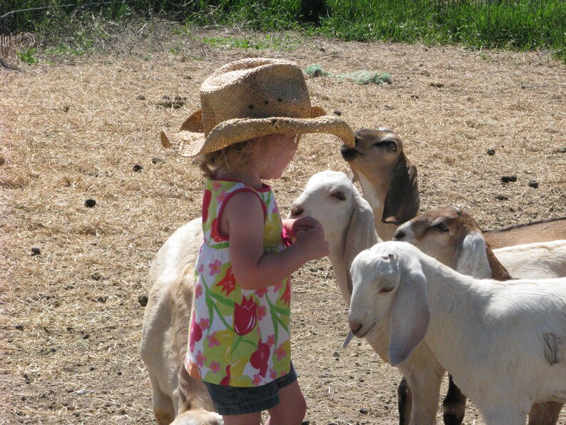Goat Milk Hand and Body Lotion Goats N Oats 8oz. All - Etsy