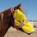Goat/sheep Fly Masks With & W/o Horns Dual Adjustable Made to Order - Etsy