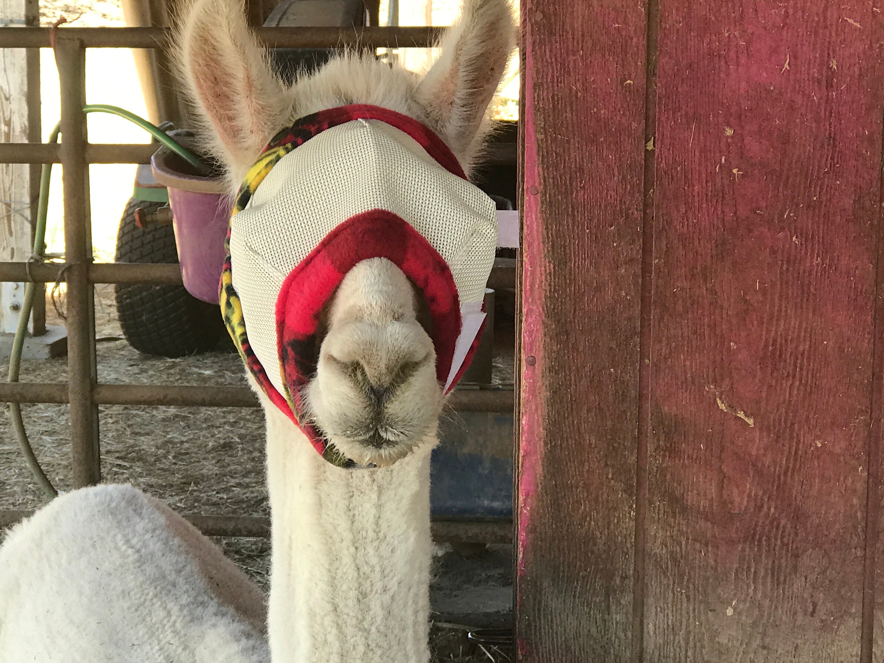 Sew-it-yourself Kits Alpaca / Llama Fly Masks Ships Fast - Etsy