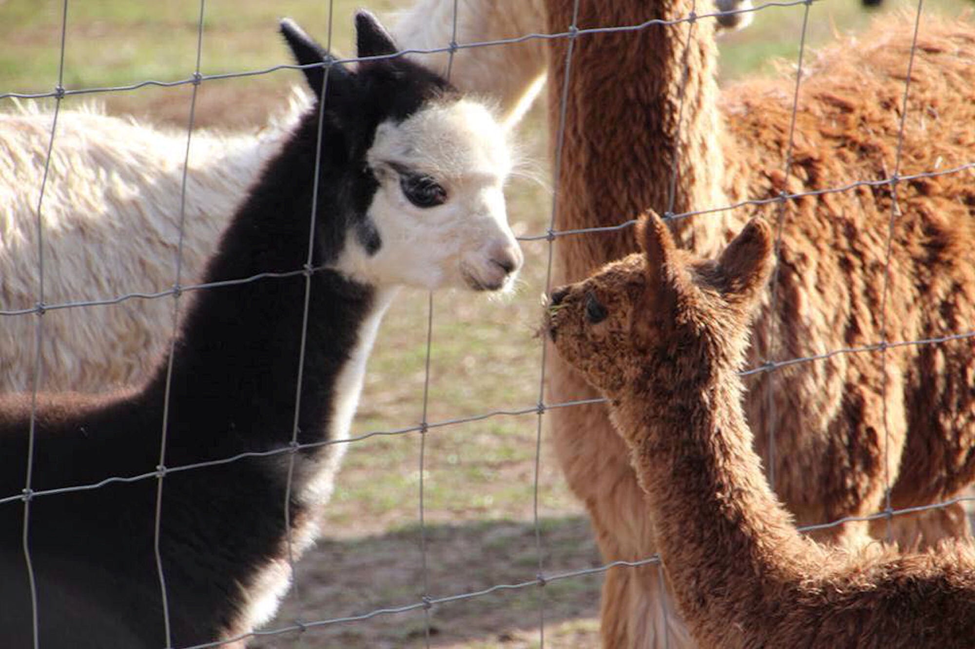 Sew-it-yourself Kits Alpaca / Llama Fly Masks Ships Fast - Etsy