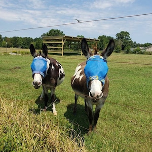 Donkey/mule Fly Masks - Dual Adjustment or W/ Ear Holes - Made to Order ...