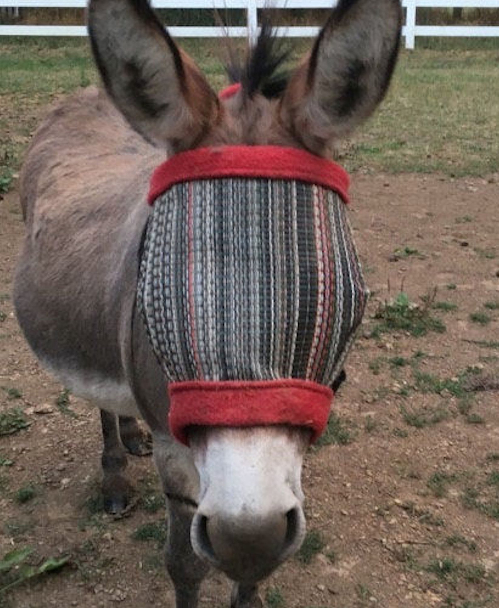 Sew-it-yourself Kits Horse / Donkey / Mule Fly Masks Ships Fast - Etsy