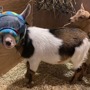 Goat/sheep Fly Masks - With & W/o Horns - Dual Adjustable - Made to ...
