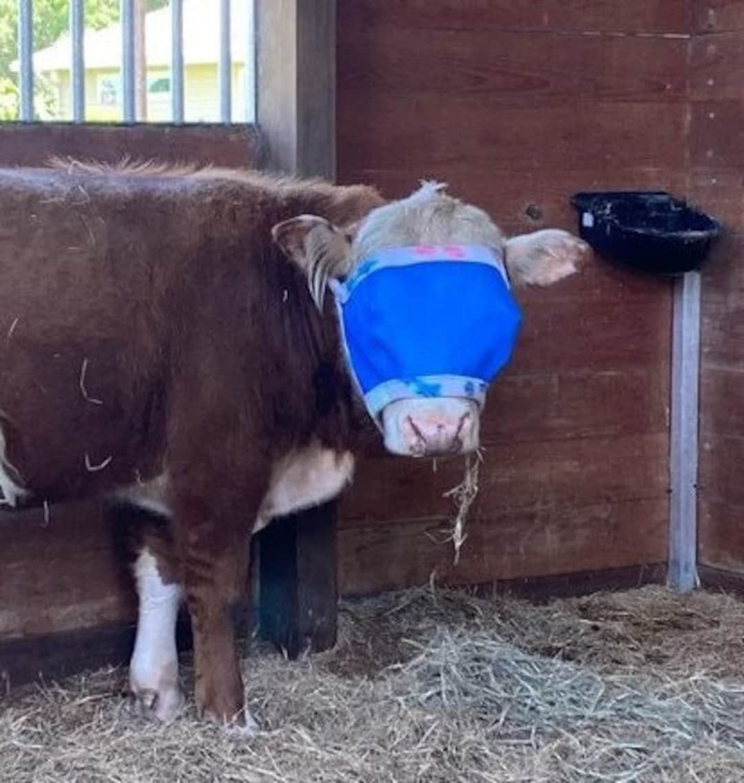 Ready to Ship Cattle Fly Mask Various Sizes and Colors Limited Supply ...