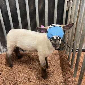 Goat/sheep Fly Masks - With & W/o Horns - Dual Adjustable - Made to ...