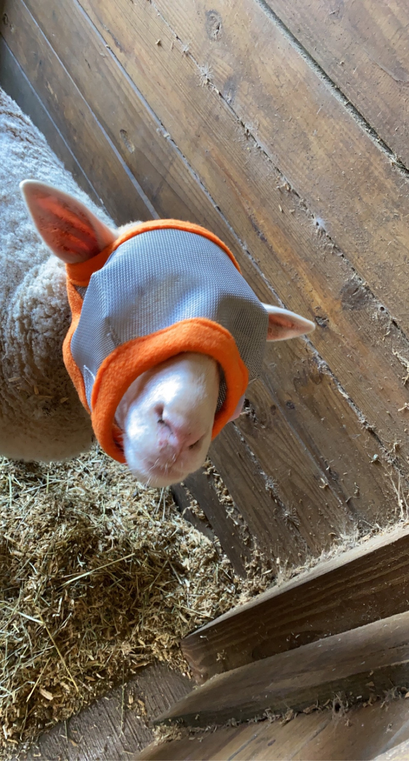 Goat/sheep Fly Masks With & W/o Horns Dual Adjustable - Etsy