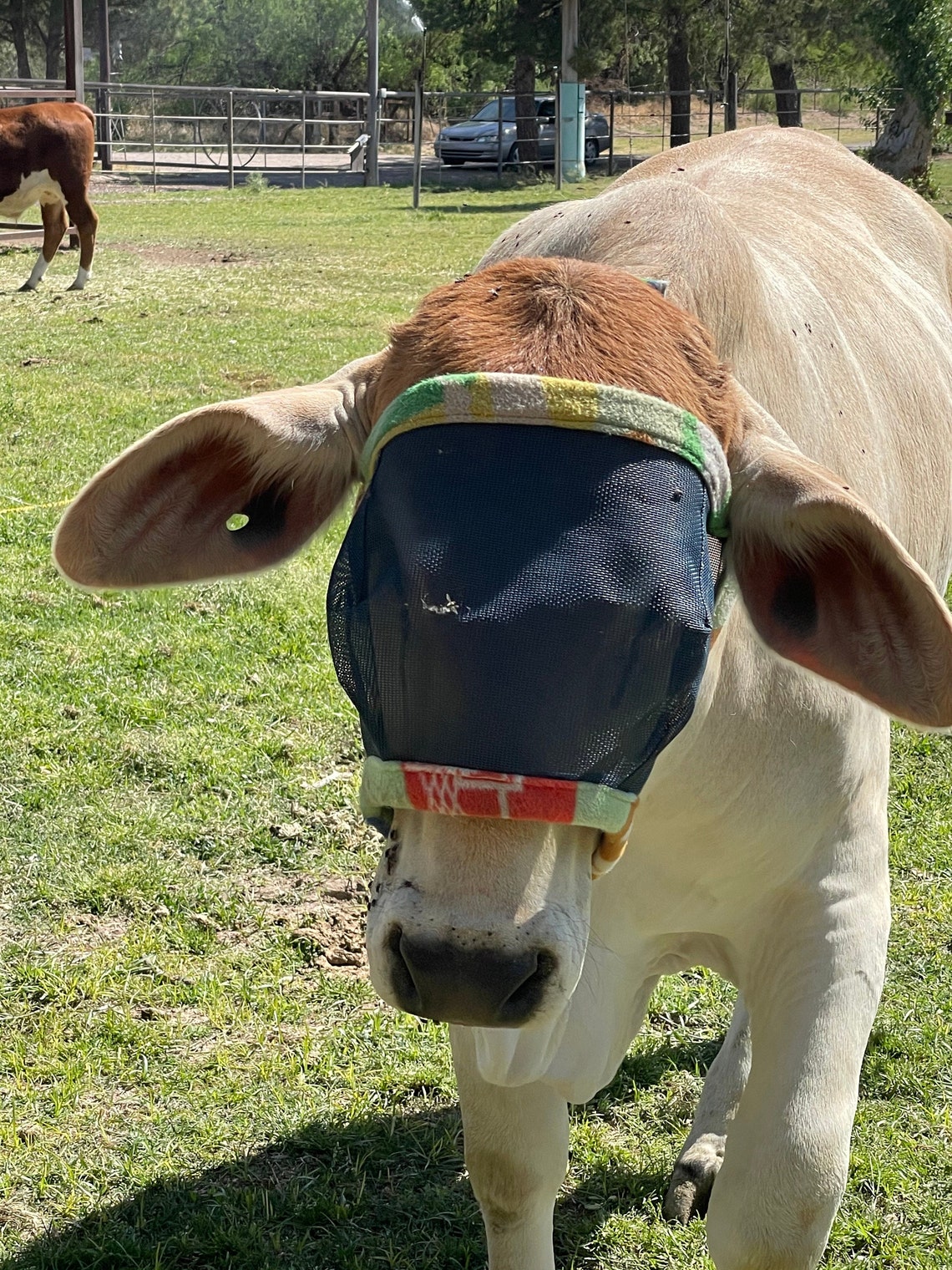 Sew-it-yourself Kits Cattle Fly Masks Ships Fast - Etsy