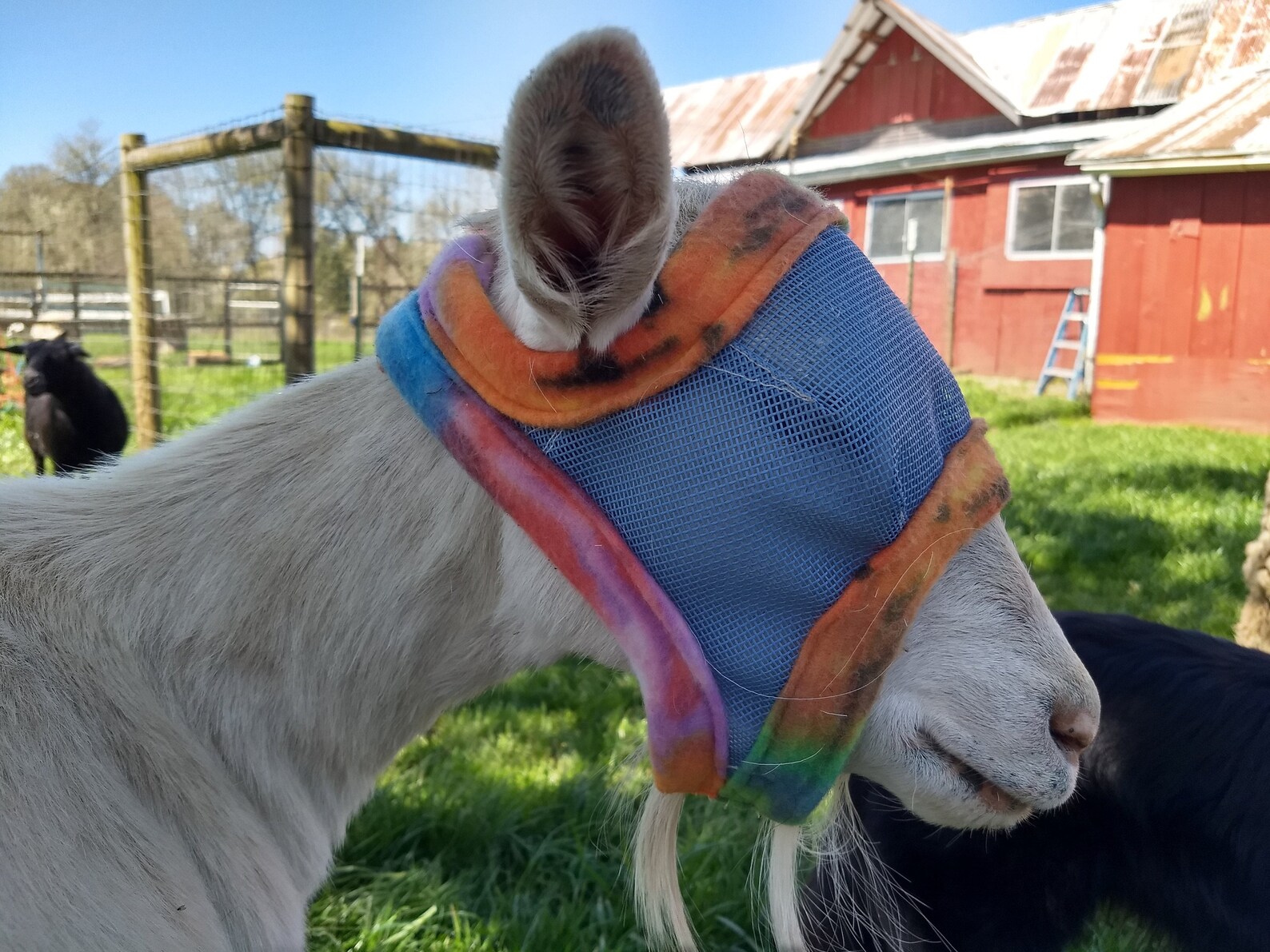 Goat/sheep Fly Masks With & W/o Horns Dual Adjustable - Etsy