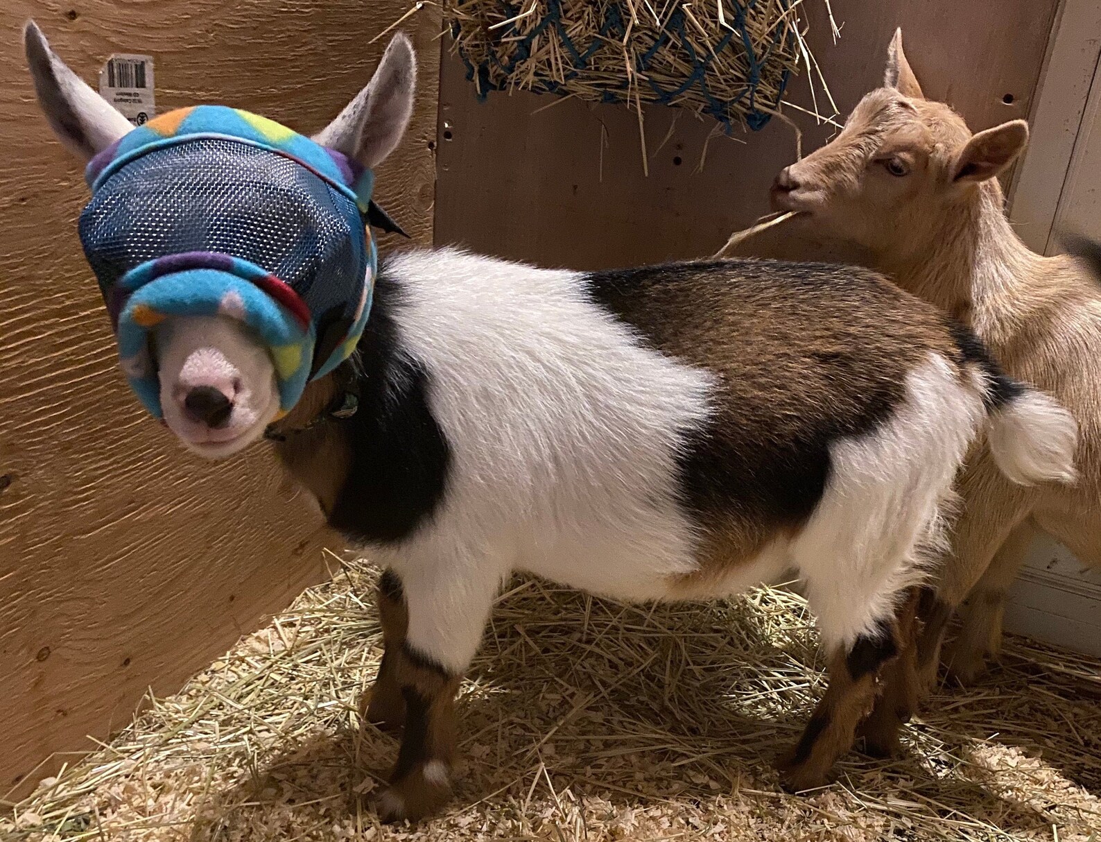 Goat/sheep Fly Masks With & W/o Horns Dual Adjustable - Etsy