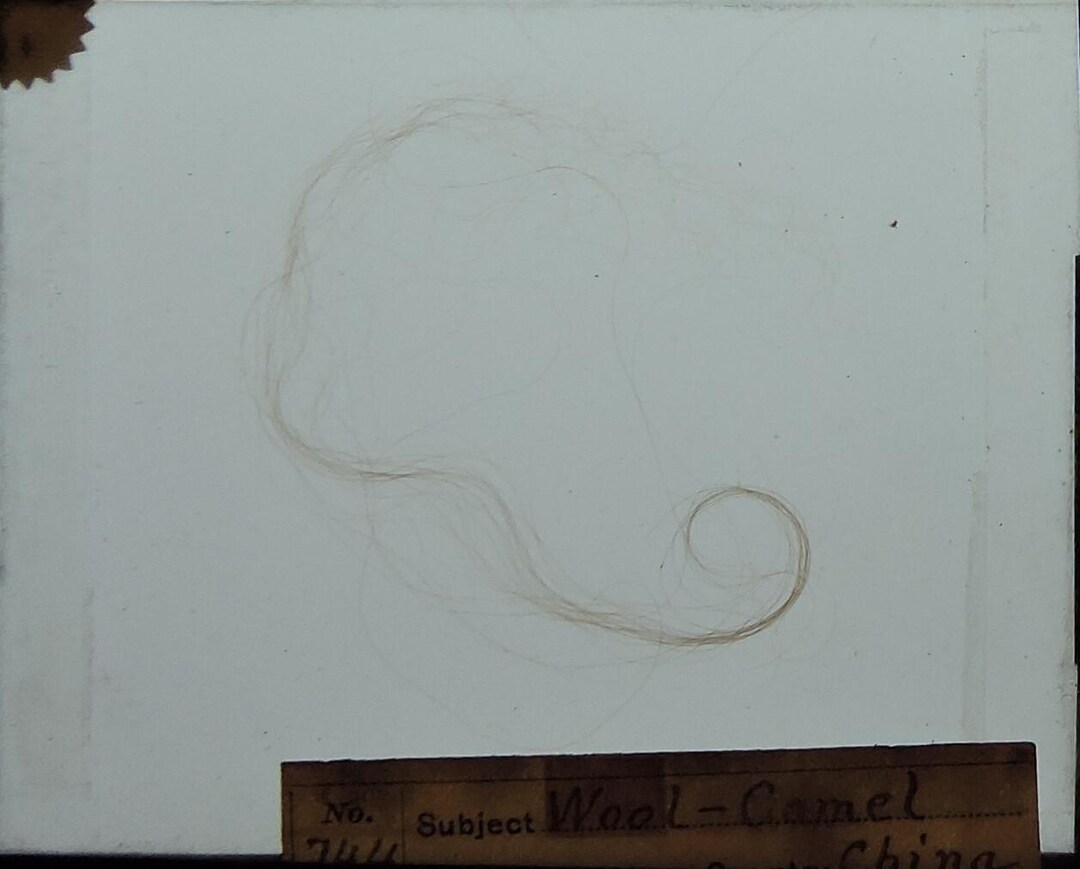 Camel Wool/hair/fibre on Glass Slide, Antique Photo on Glass - Etsy