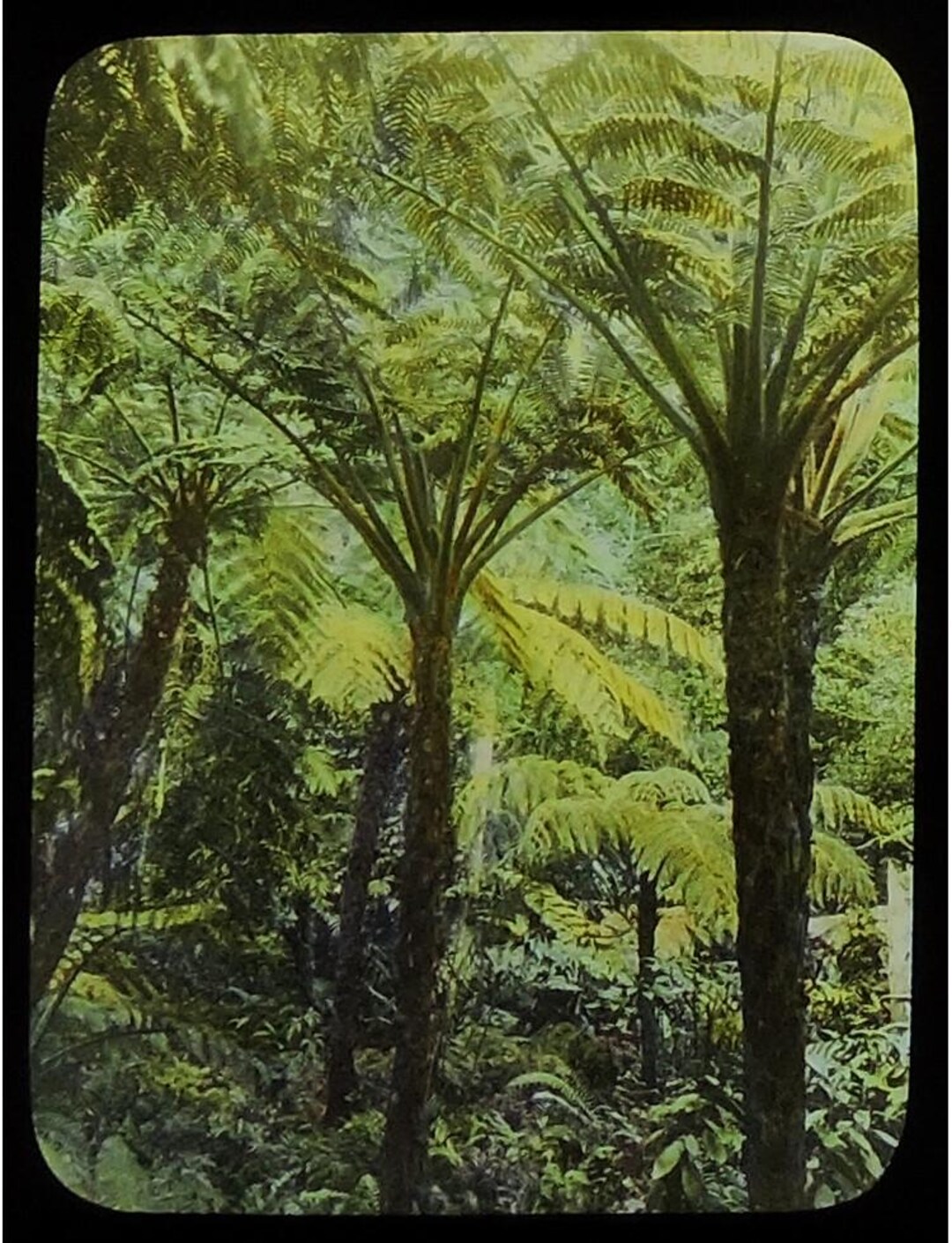 Ceylon, Tree Ferns, Antique Photo on Glass - Etsy