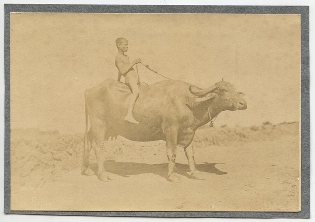 Vintage Set of 3 Photos: Man Riding Ox & Men in Traditional Dress, 4x6 ...