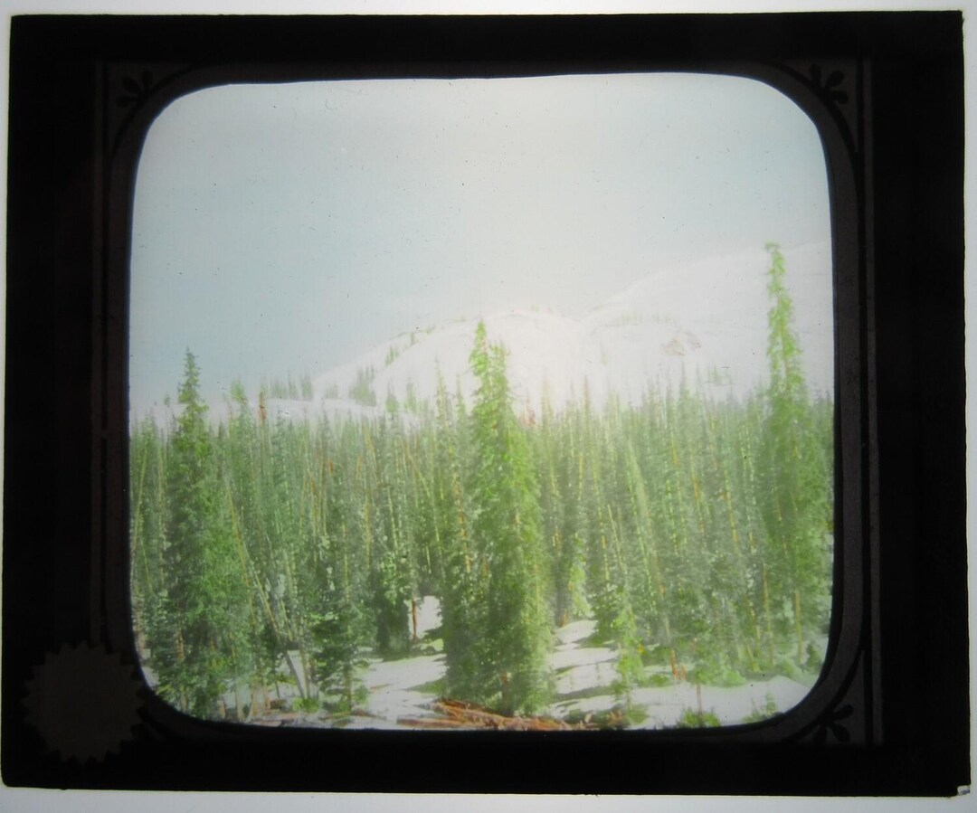 Vintage Hand-colored Lantern Slide: Tall Pines Winter Scene on Glass, 3 ...