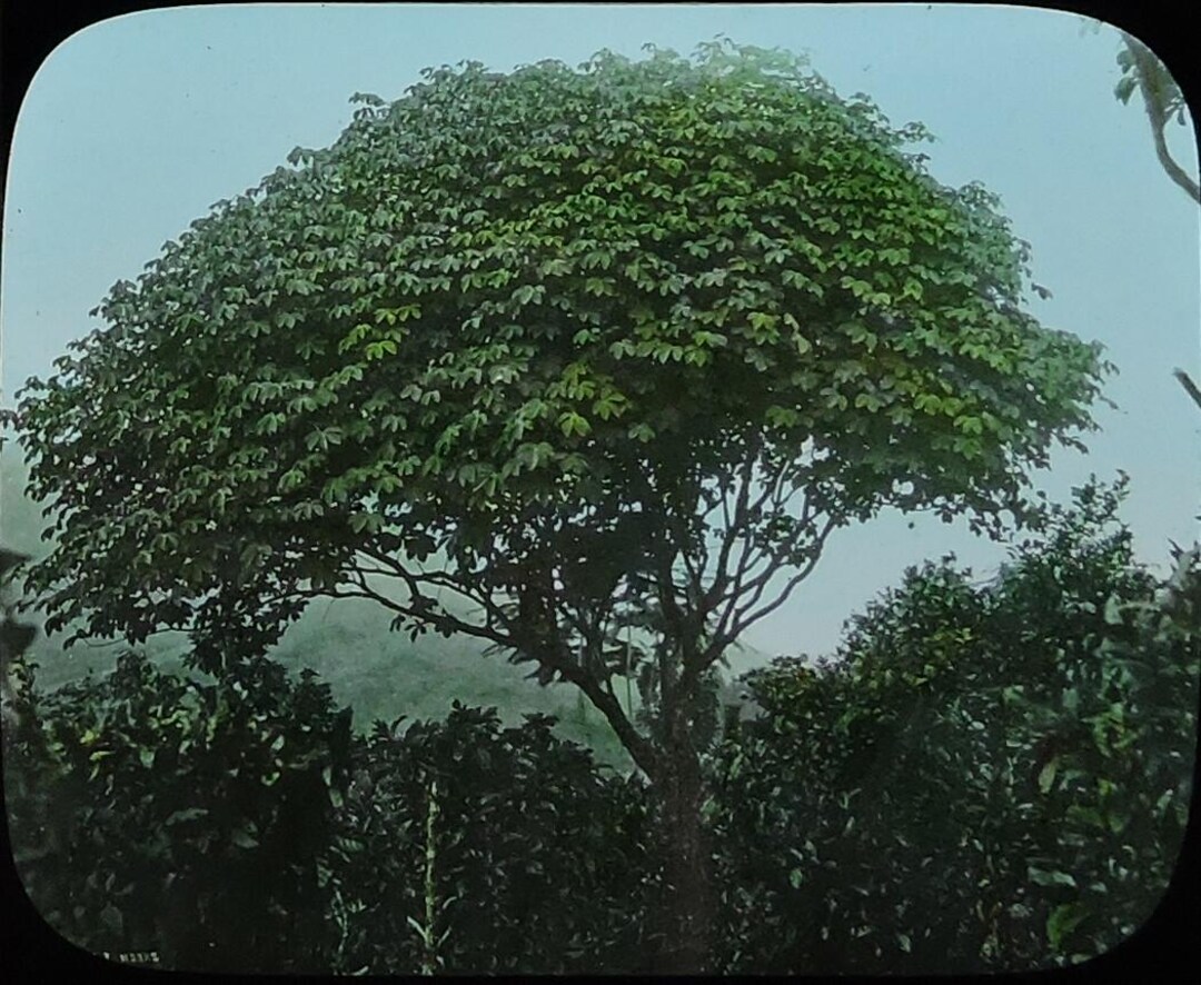 Ceylon, Beautiful Large Rubber Tree, Antique Photo on Glass - Etsy