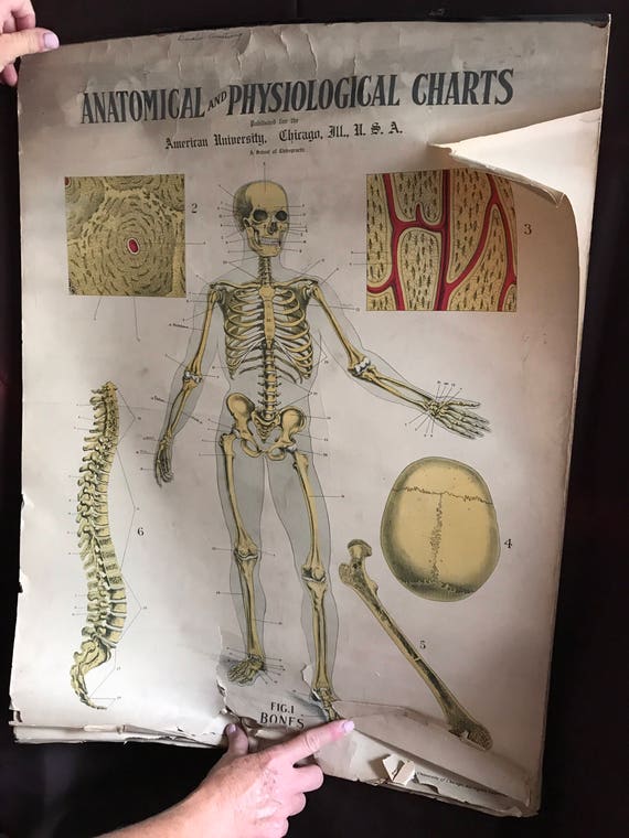 Very Rare Antique Anatomy and Physiology Chart | Etsy