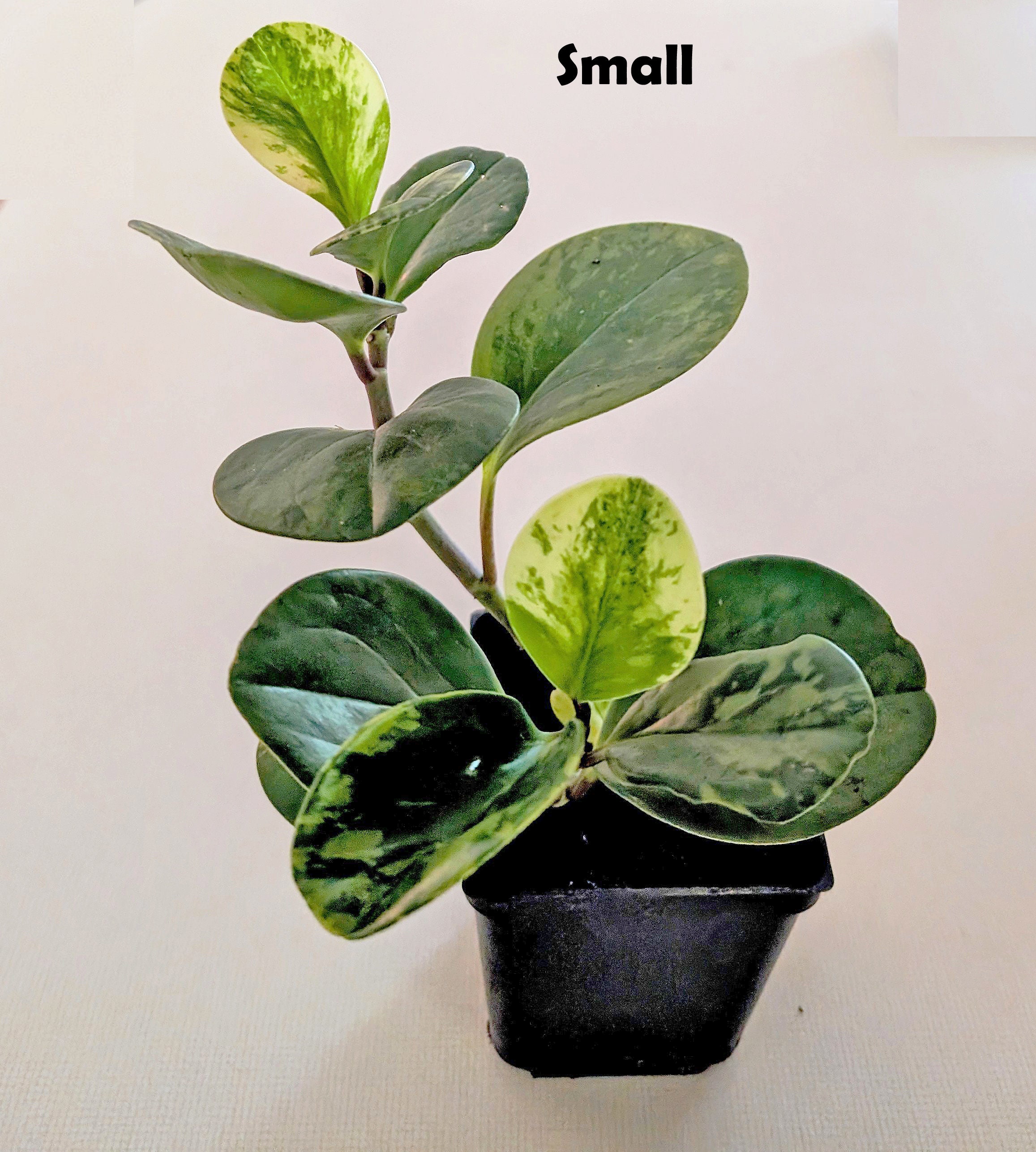Marble Peperomia Obtusifolia - Live Plant Shown in a 4" Pot - Small or ...