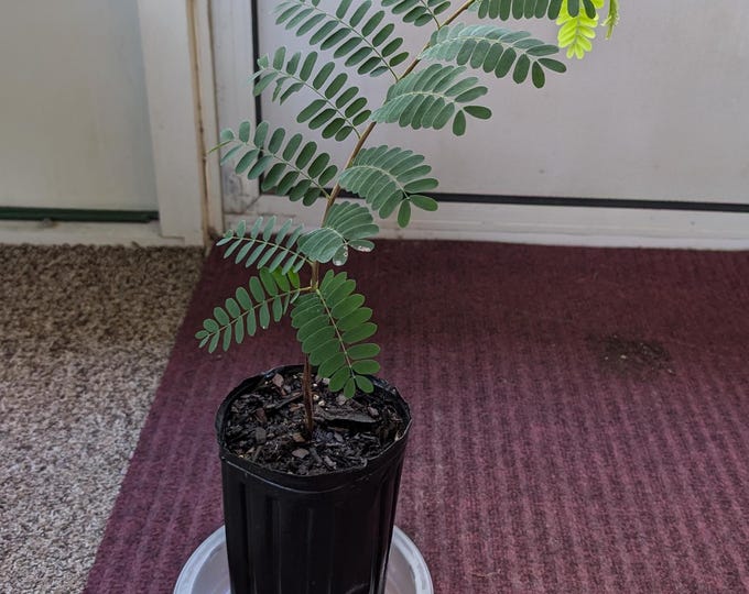 Healthy Live Tamarind Tree Seedling Tamarindus Indica Free Shipping - Etsy