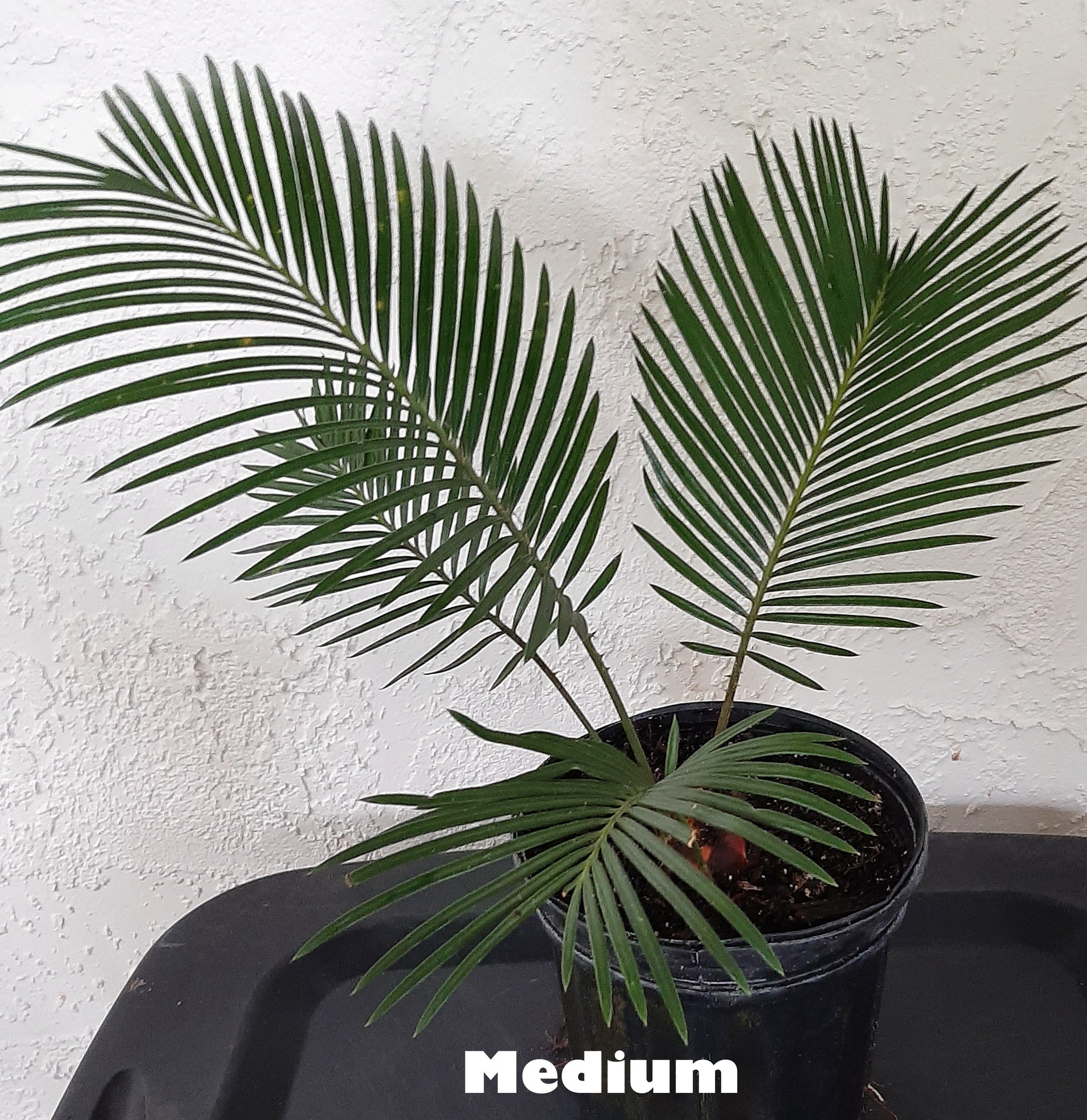 Sago Palm Cycas Revoluta 6" Pot - 3 Sizes Available - Etsy