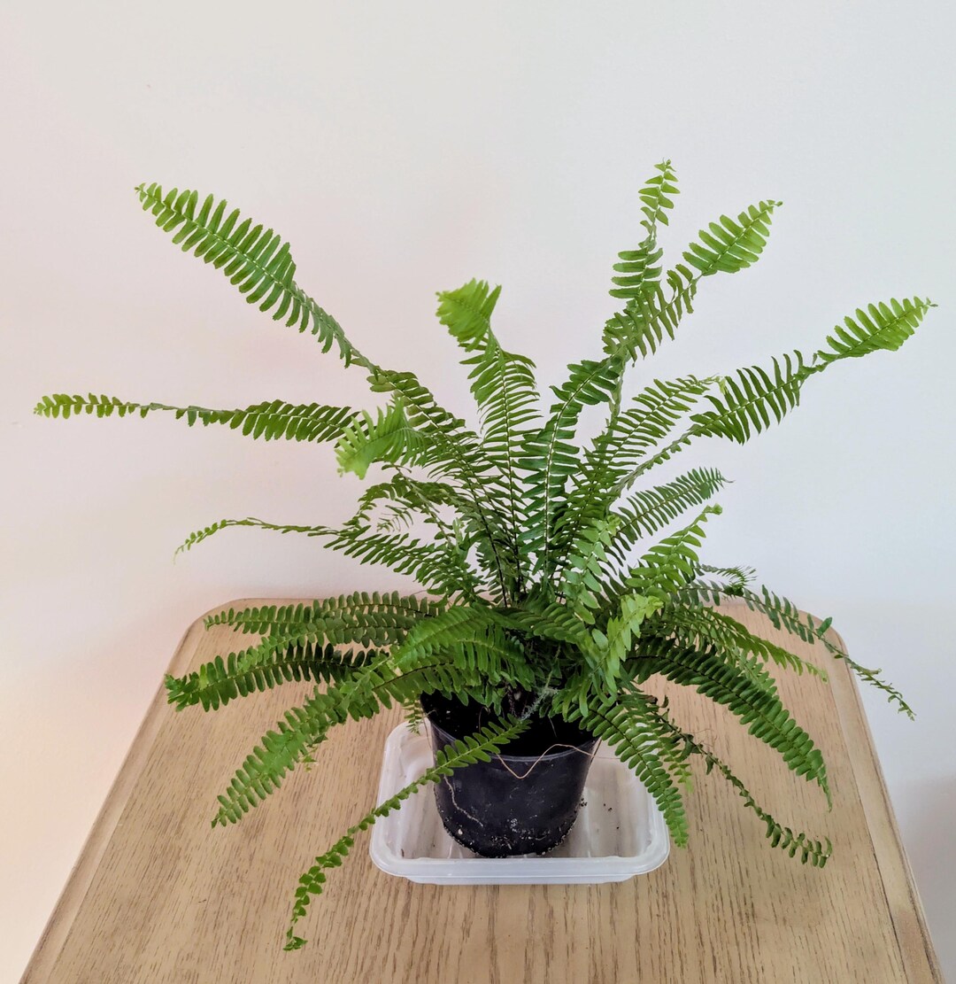 Live Healthy Macho Fern - Giant Sword Fern- in 6" Pot. Free Shipping ...