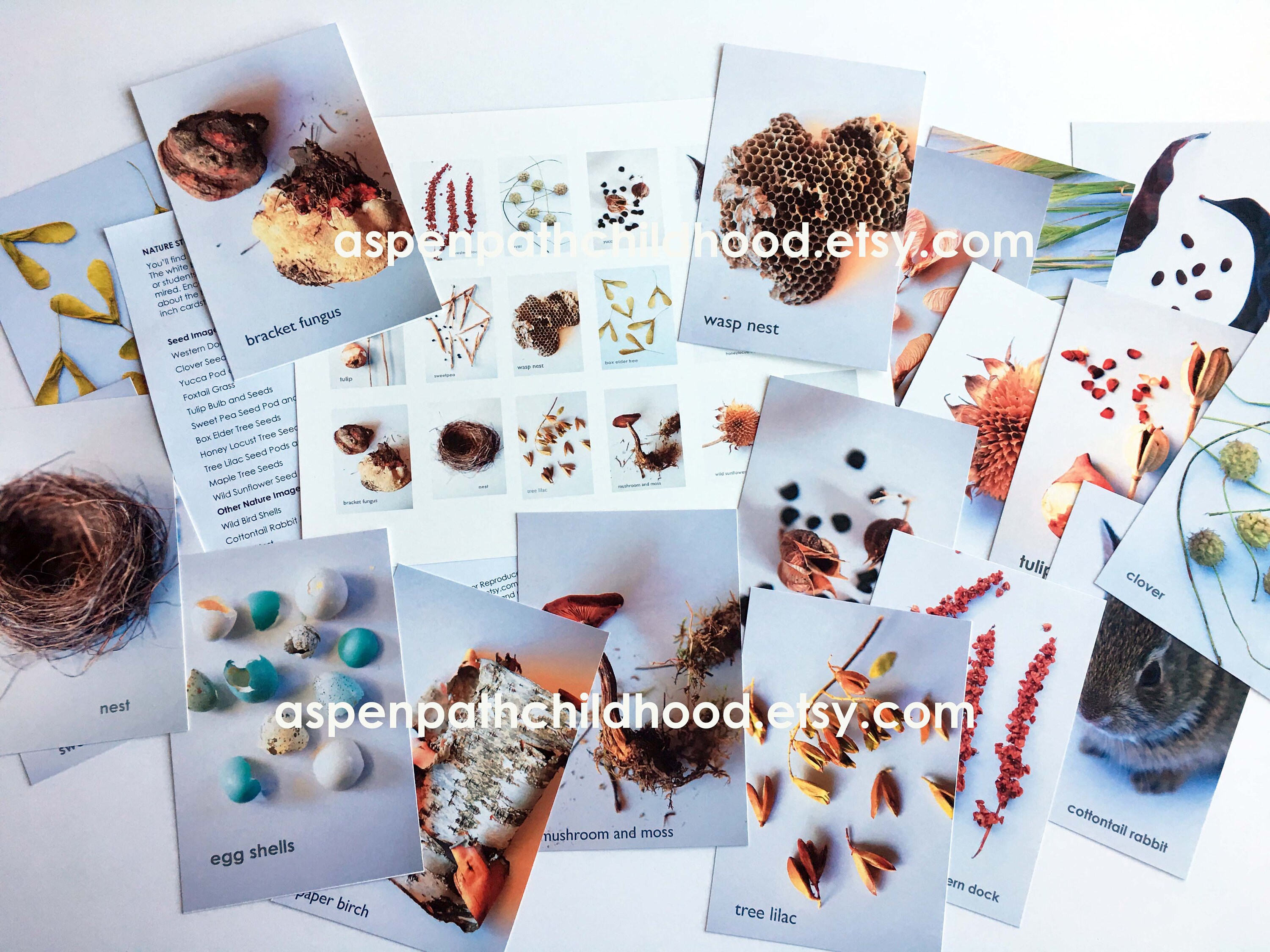 NATURE STUDY CARDS, Printable,poster, Charlotte Mason, Reggio ...
