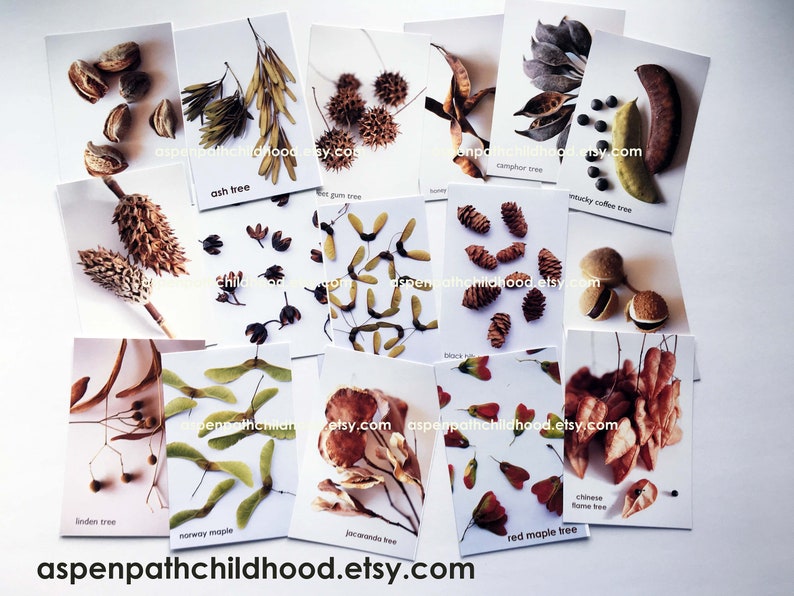 Tree Seeds Nature Study Cards: Montessori Homeschool Printable (PDF) - Etsy