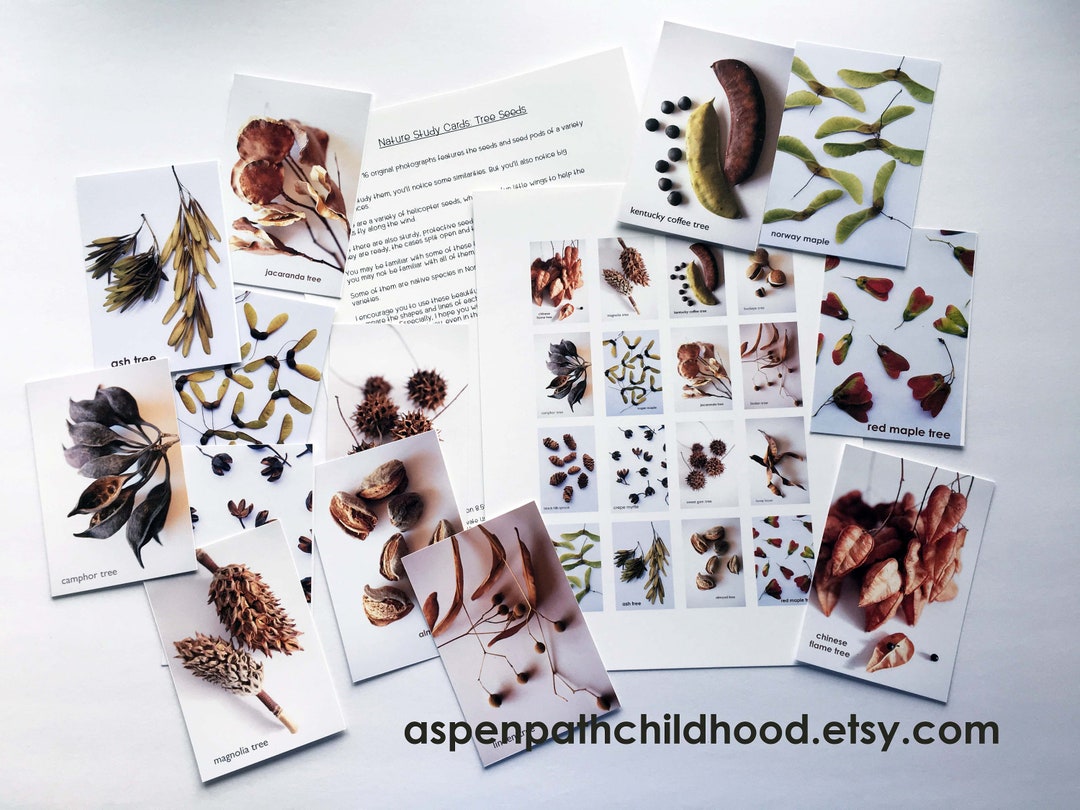 TREE SEEDS Printable Nature Study Cards for Montessori, Charlotte Mason ...