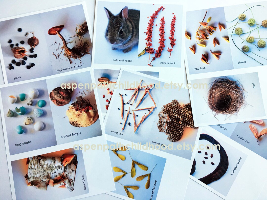 NATURE STUDY CARDS, Printable,poster, Charlotte Mason, Reggio ...