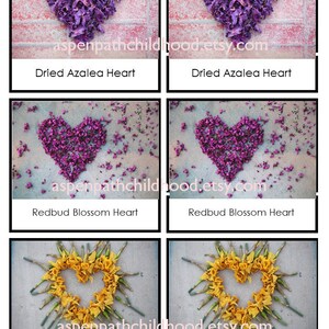 DIGITAL DOWNLOAD Montessori Nomenclature Cards, Valentine's Day, Flower ...