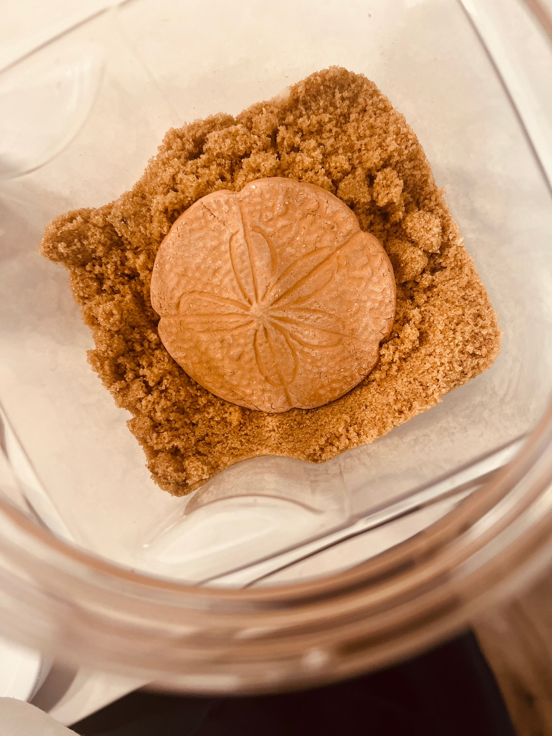 Sand Dollar Terra Cotta Disc Brown Sugar Softener From Logic Dealz - Etsy