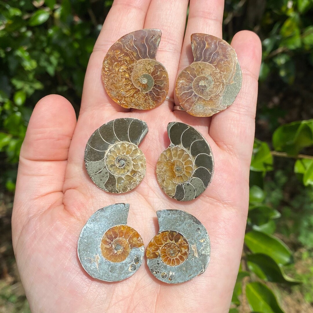 Ammonite Pair / Opalized Ammonite / Ammonite Specimen / Polished ...
