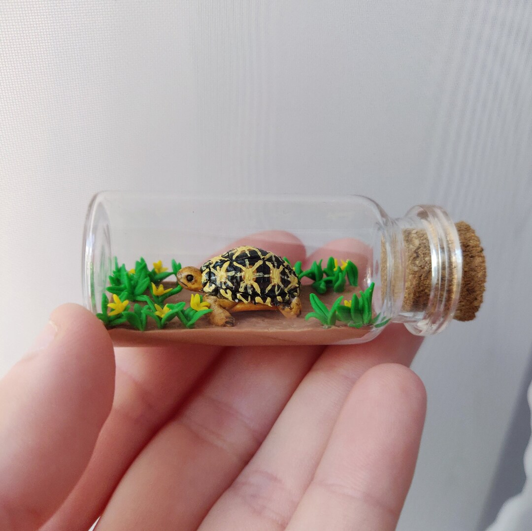 Indian Start Tortoise in a Glass-bottle / Unique Miniature Figure ...