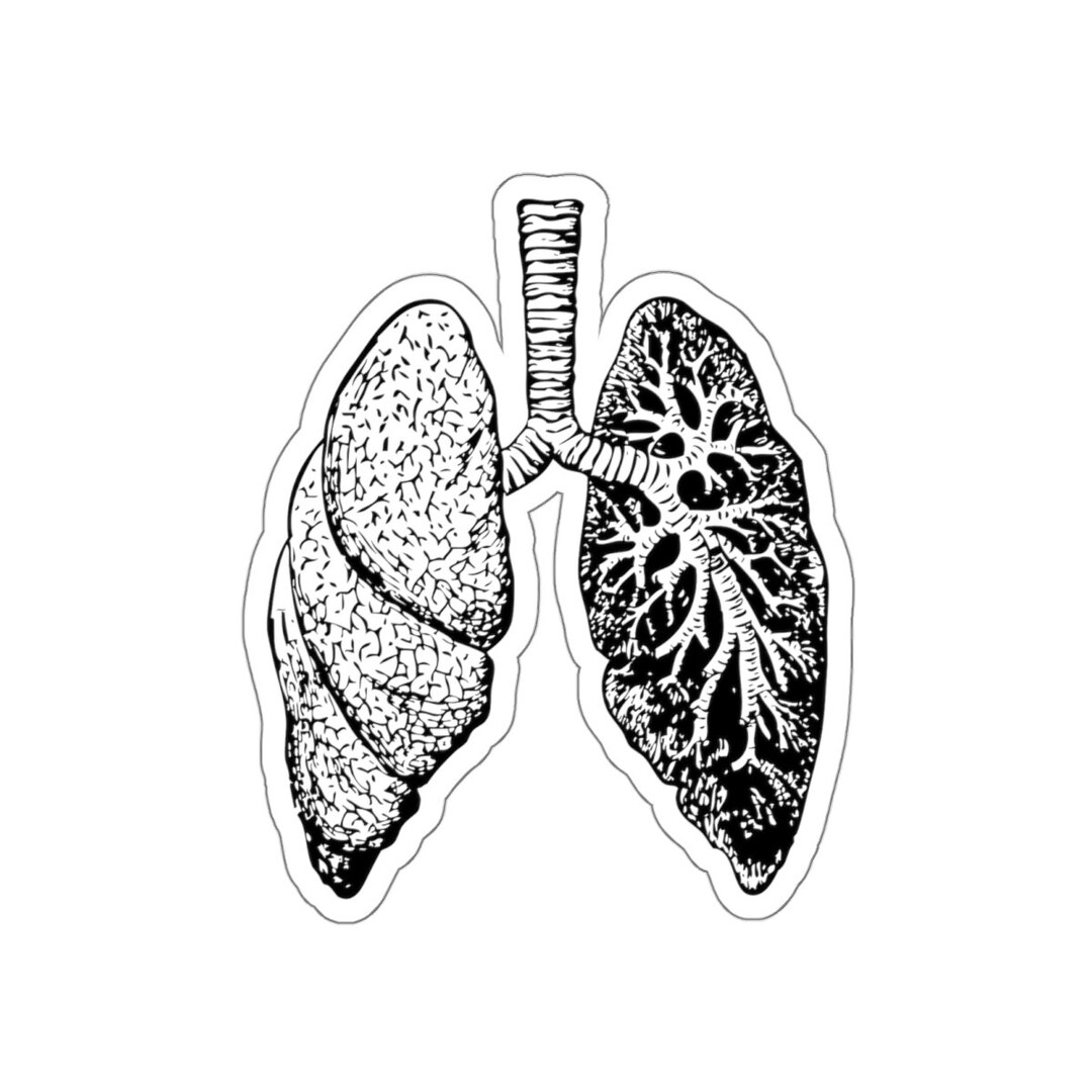 Human Lung Die-cut Stickers, Respiratory System Decal, Anatomy Laptop ...