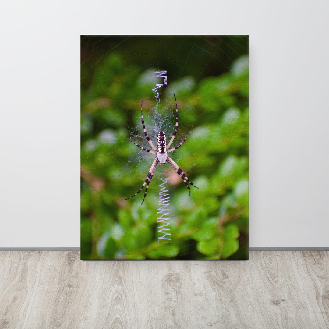 Yellow Orb Weaver Spider Photo Print | 24x32 Canvas Wall Art | Argiope ...