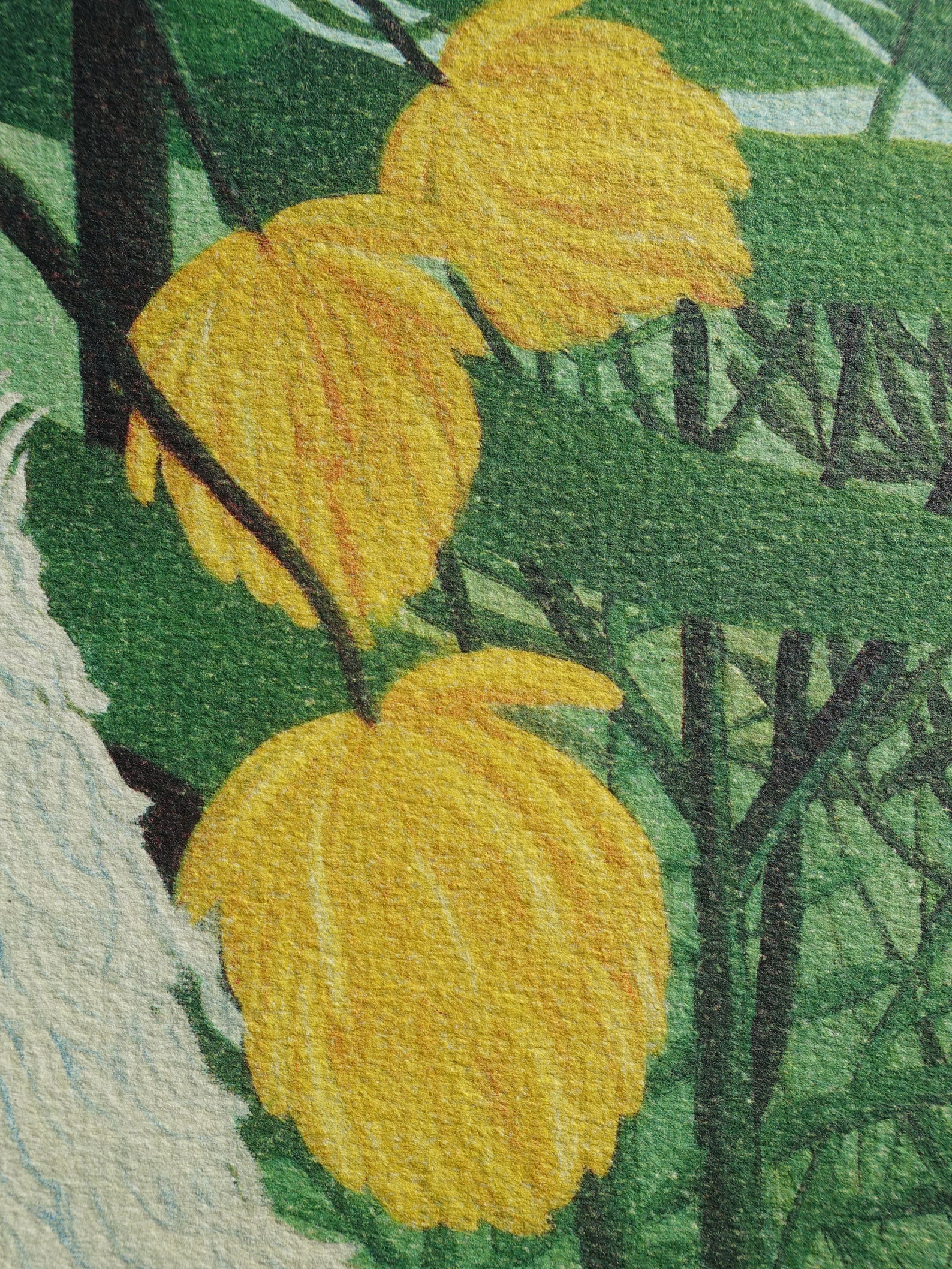 Original LITHOGRAPH Signed and Numbered From Henri ROUSSEAU : | Etsy