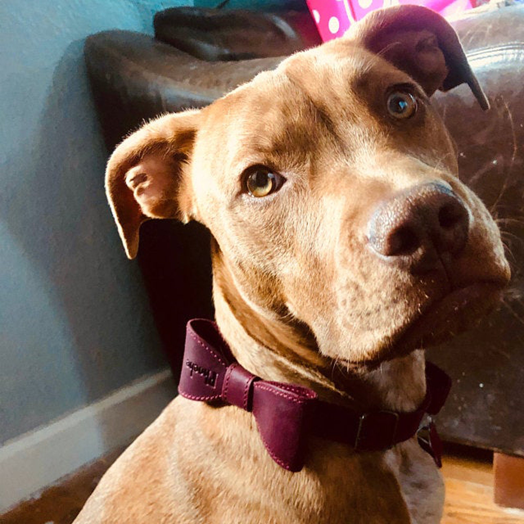 Dog collar Personalized Bow-tie Custom pet collar leather | Etsy