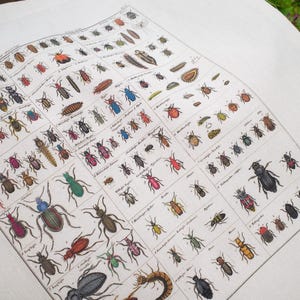 Insects Tote Bag - Insect Shopper, Bug Canvas Shopping, Entomology Tote ...