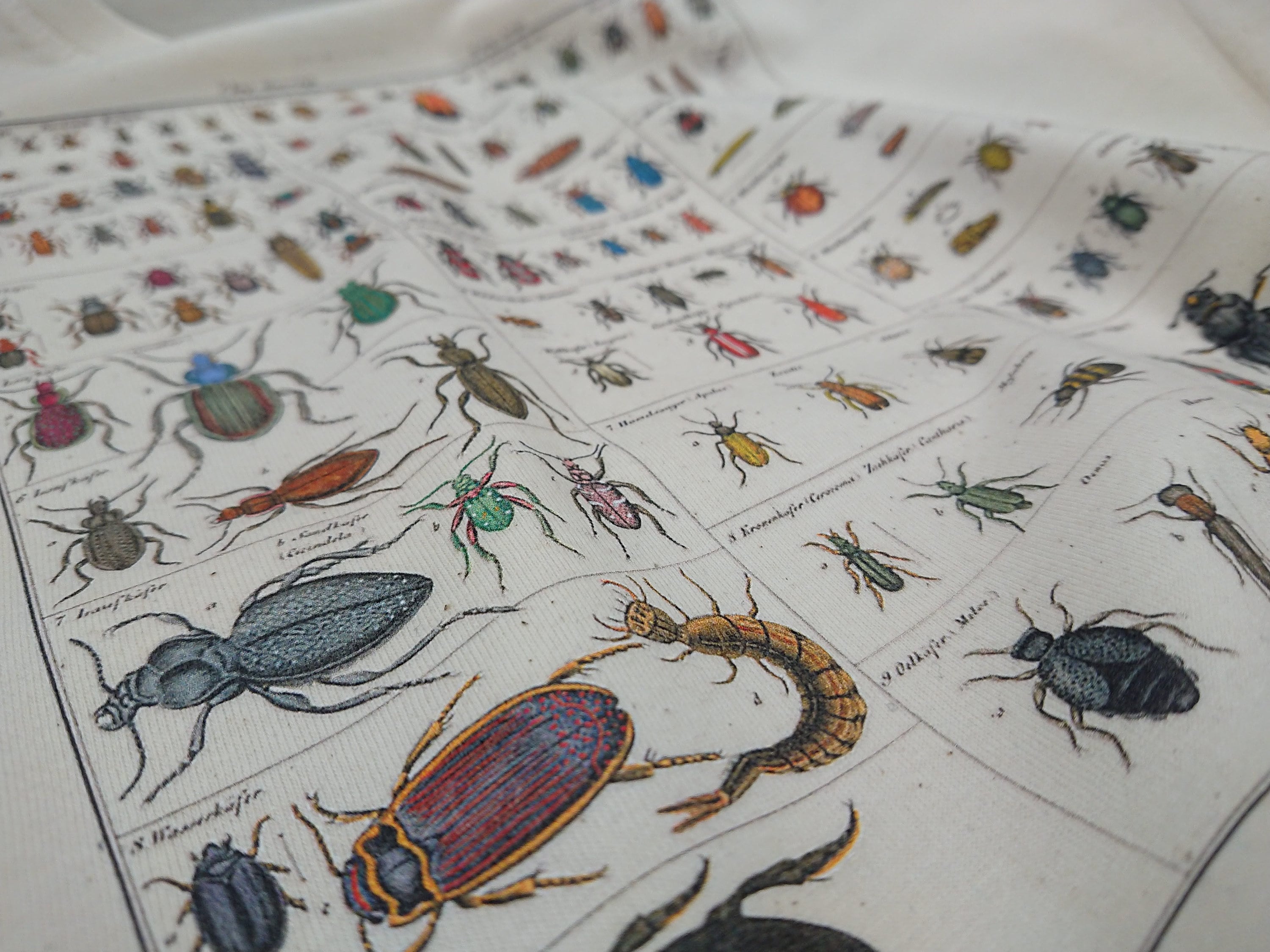 Insects Unisex T-shirt Insect Tshirt Bug Tshirt Entomology | Etsy