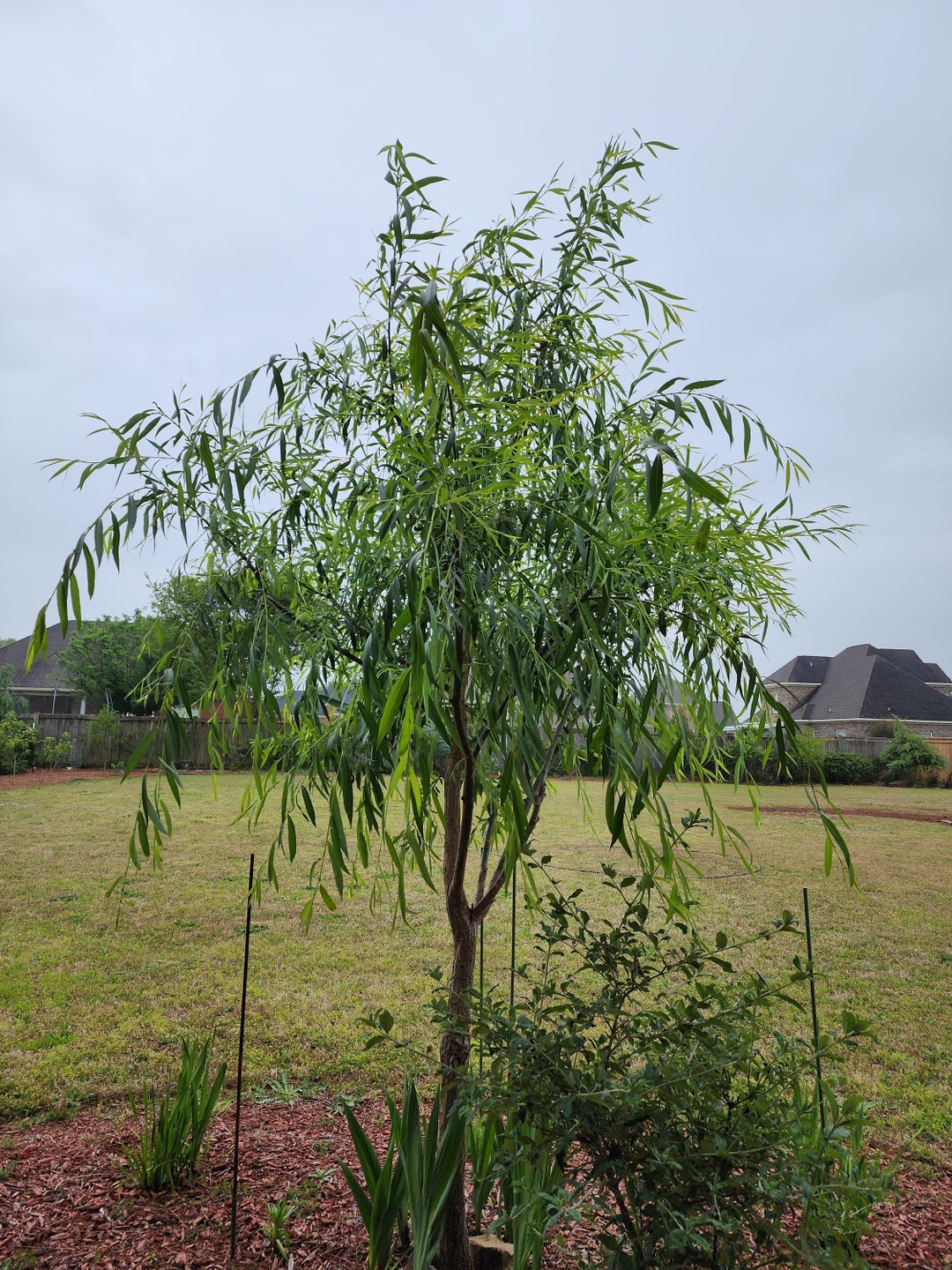 Babylonica Rooted Plant. Willow Tree. Willow Plant. You Will Also Get ...