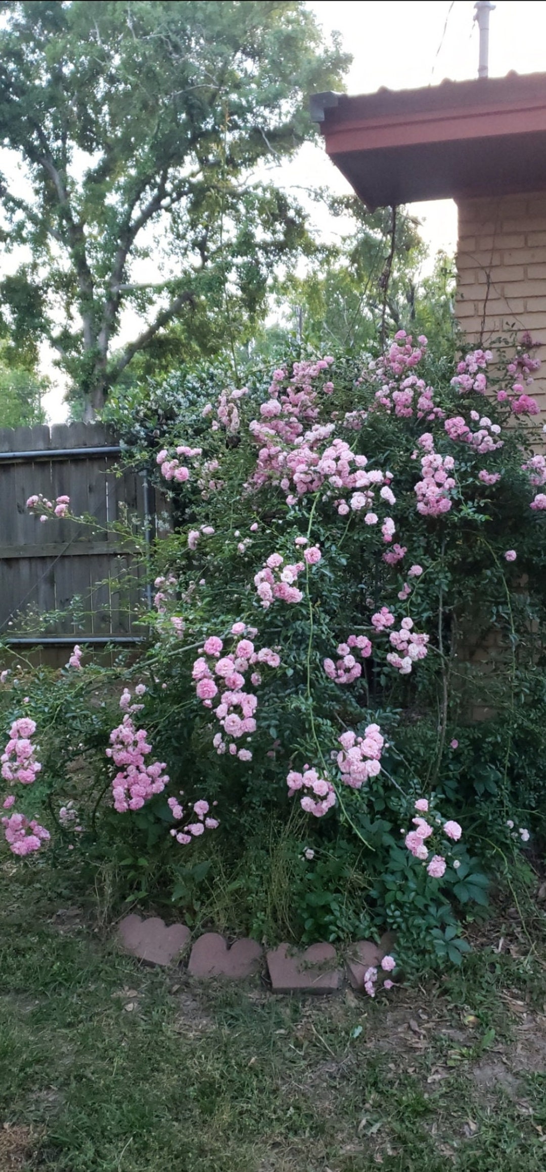 2 Well Rooted Climbing Pink Rose Starter Plants. Organic. Grown With ...