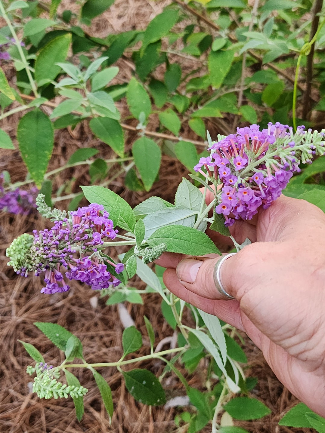 Bare Rooted Butterfly Bush Live Plant. 2 FREE Climbing PINK Rose ...