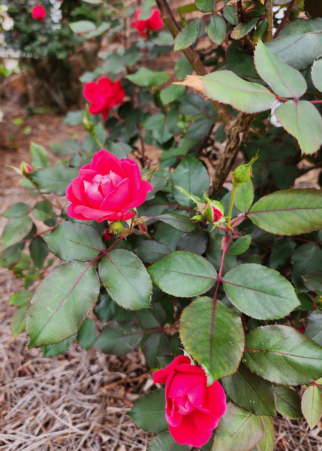 5 Knockout Red Rose Cuttings, 2 Climbing Pink Risw Cuttings -gift - Etsy