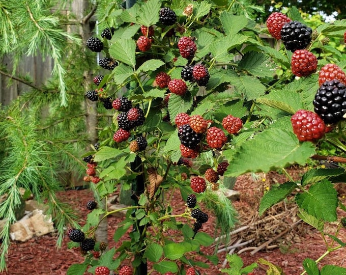 5 Heritage Everbearing Red Raspberry Plants (5 Large 1 Year Old Bare ...