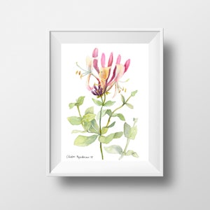 Honeysuckle Illustration, Watercolor Print, Botanical Art, Lonicera Art ...