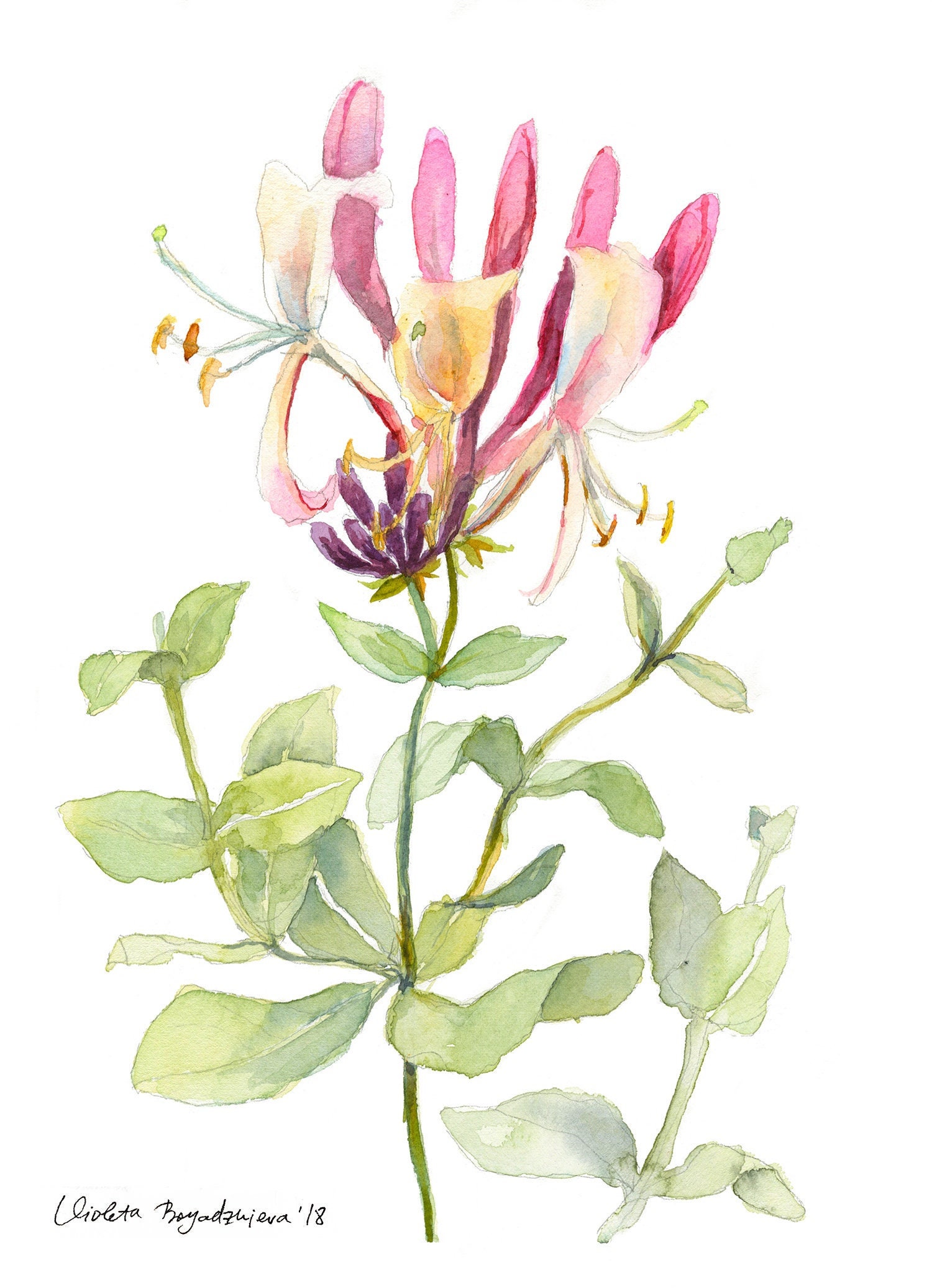 Honeysuckle Illustration, Watercolor Print, Botanical Art, Lonicera Art ...