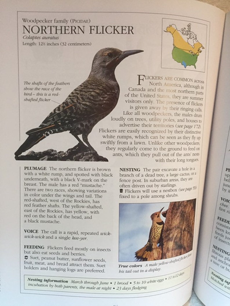 National Audubon Society BIRDFEEDER HANDBOOK - Etsy Israel National Audubon Society BIRDFEEDER HANDBOOK - Etsy Israel