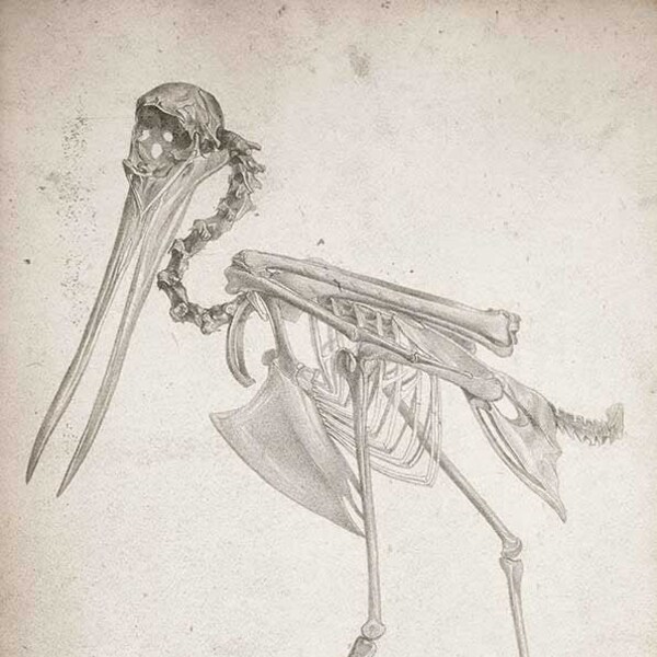 Bird Skeleton - Etsy