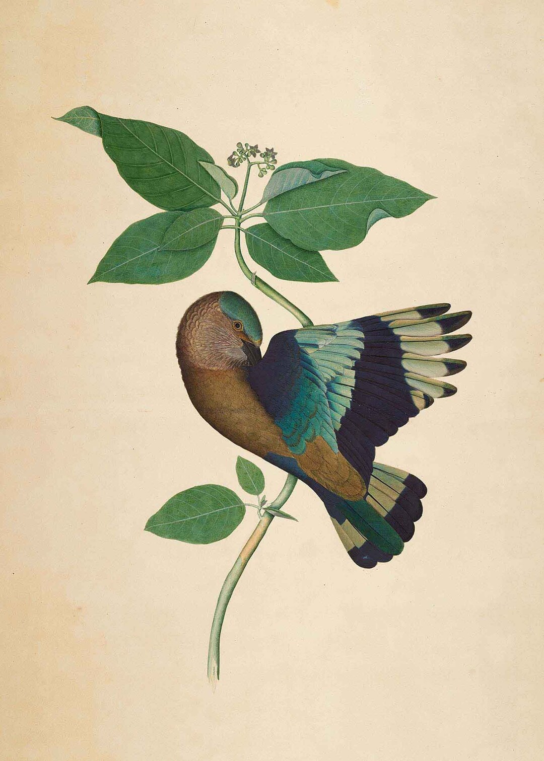 Lady Impey's Indian Birds Indian Roller on Sandalwood Branch by Zain Ud ...