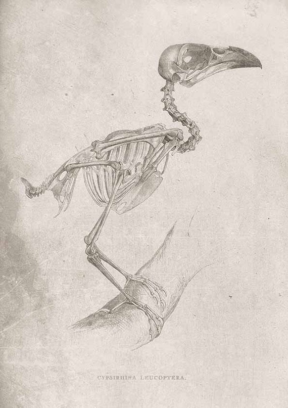Home & Living print Bird skeleton Wall Décor Home Décor etna.com.pe