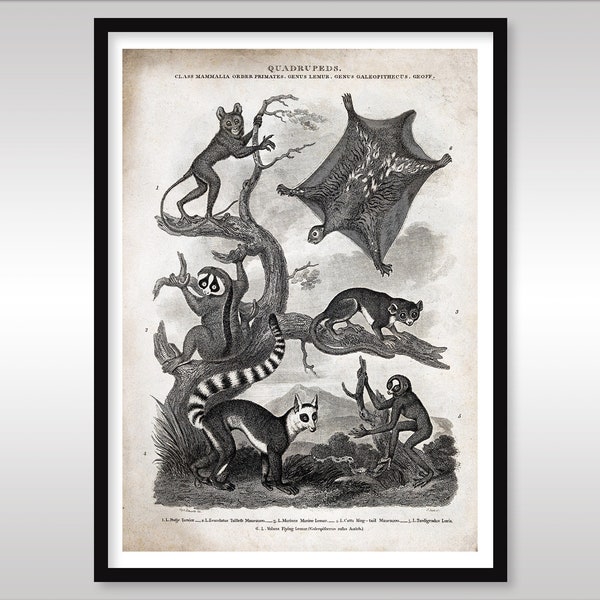 Lemur Print - Etsy