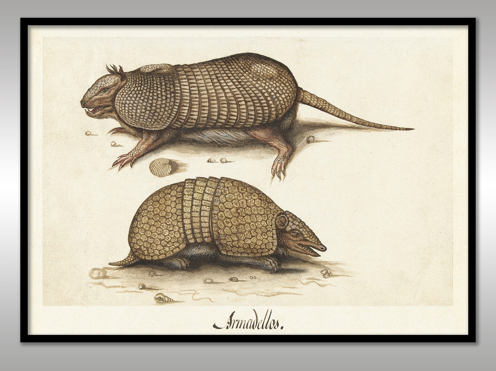 Armadillos C.1550c.1570 Reproduction Art Print FREE - Etsy